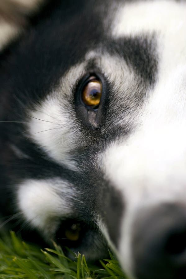 Siberian Husky Day Dreaming Stock Photo - Image of relax, daydream: 1697310