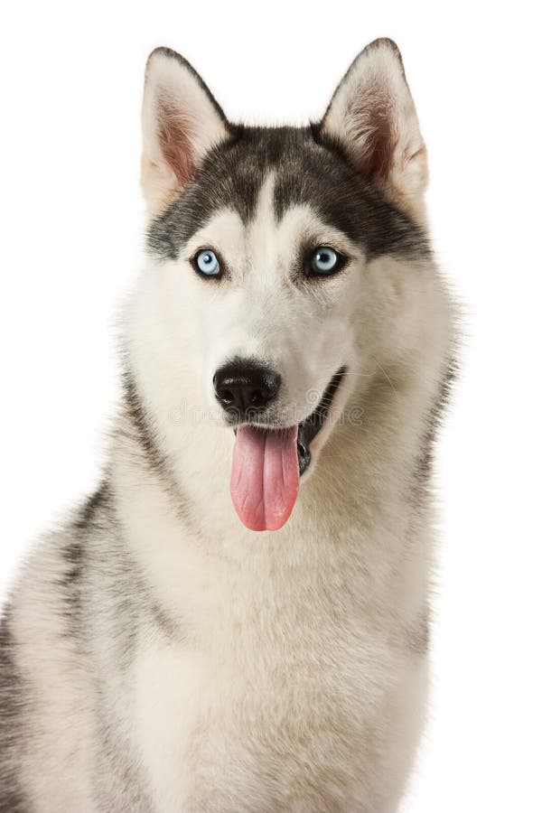Siberian Husky, 6 Months Old Stock Image - Image of furry, pets: 14096081