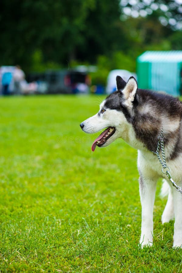 Siberian Husky dog stock photo. Image of coat, canine - 165324668