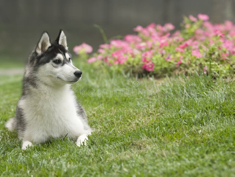 187 Fat Husky Stock Photos - Free & Royalty-Free Stock Photos from ...