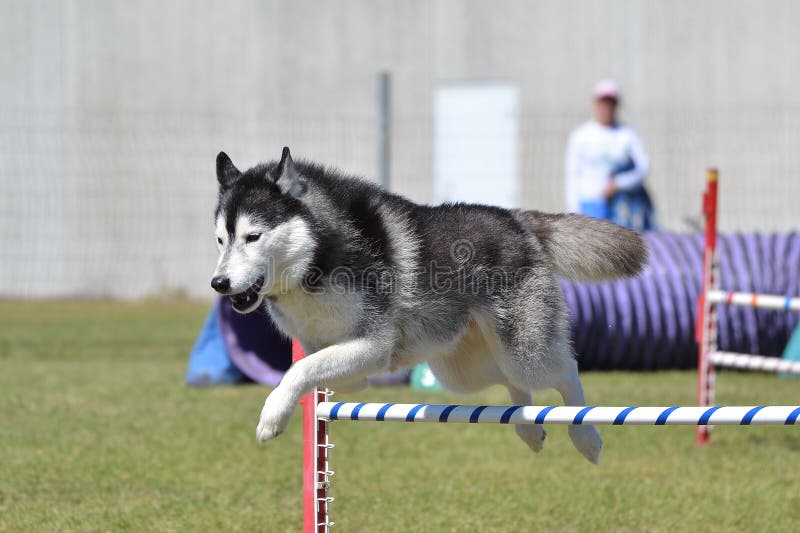 Are Siberian Huskies Jumpers