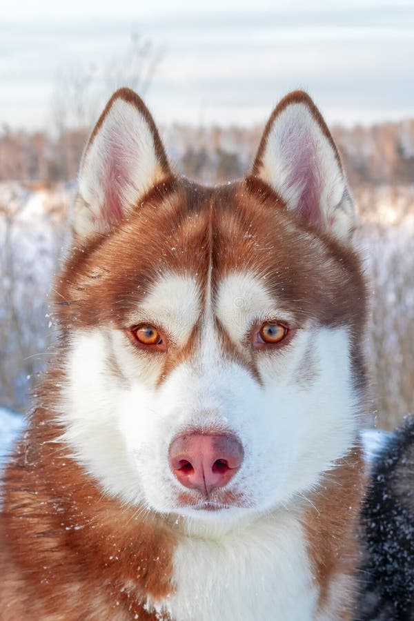 Siberian Husky Dog with Amber Eyes. Stock Image - Image of dogs ...