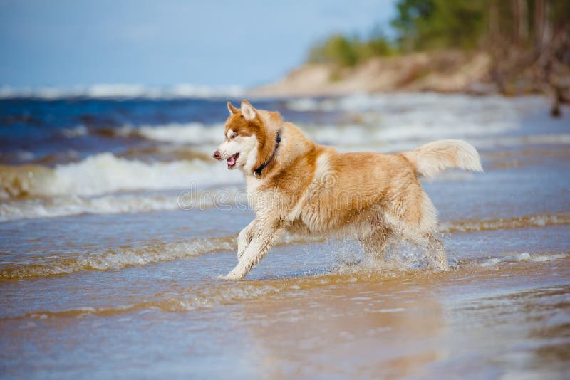 Siberian Husky Dog on the Beach Stock Image - Image of pretty, blue ...