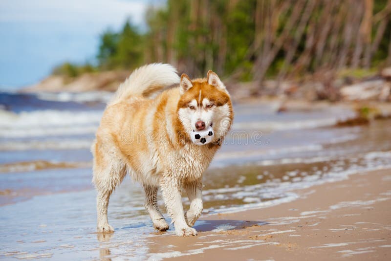 Siberian Husky Dog on the Beach Stock Image - Image of beauty, play ...