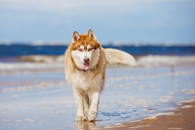 Siberian Husky Dog on the Beach Stock Photo - Image of alaskan, breed ...