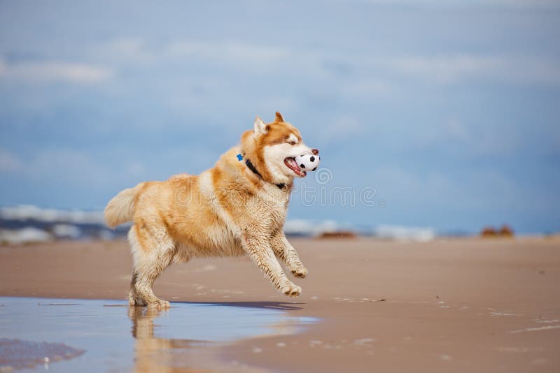 Siberian Husky Dog on the Beach Stock Photo - Image of portrait, white ...