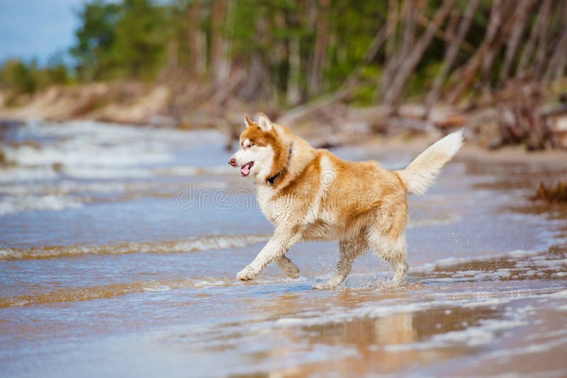 Siberian Husky Dog on the Beach Stock Image - Image of play, happy ...