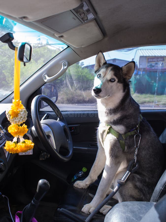 Siberian Husky Dog in the Car Stock Photo - Image of crouching ...