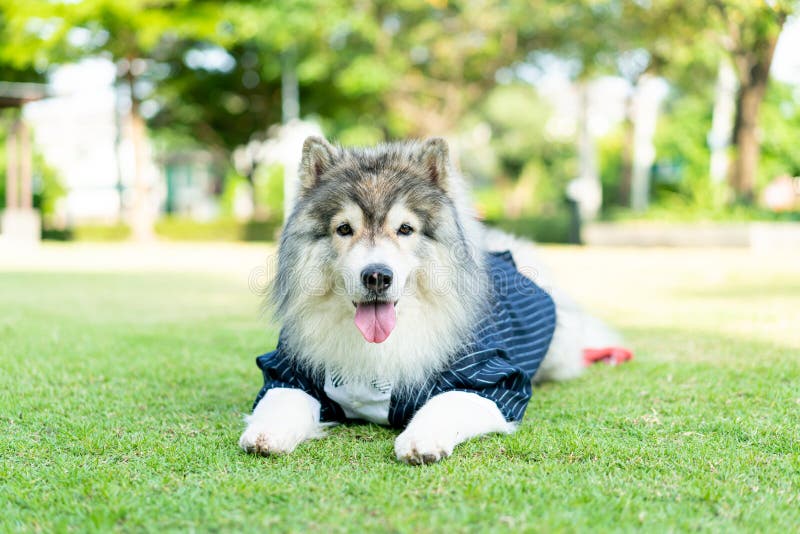 Siberian Husky Dog with Clothes Stock Image - Image of park, doggy ...