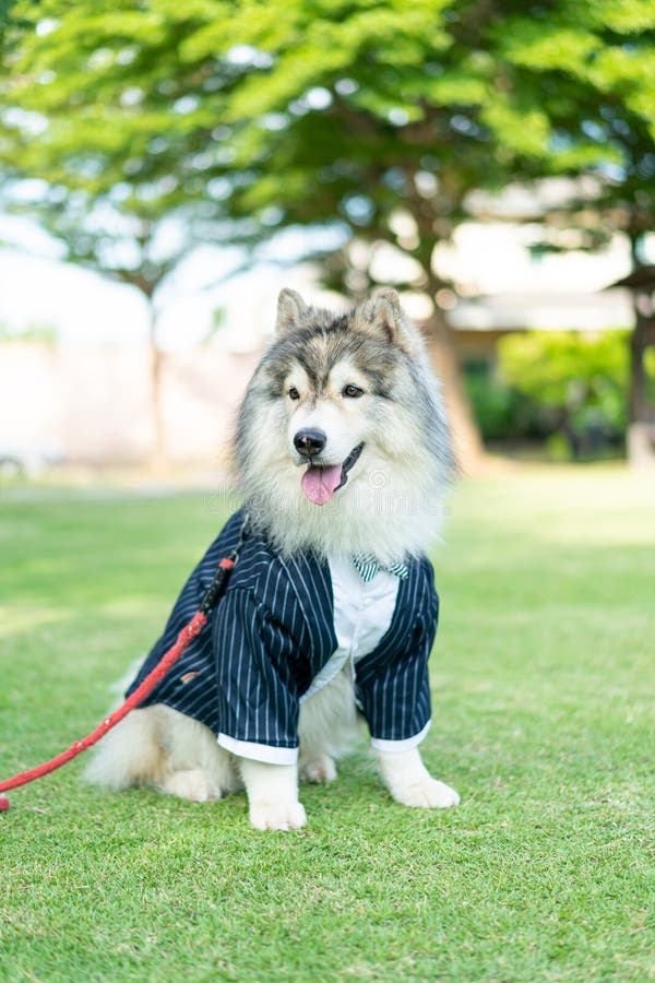 Siberian Husky Dog with Clothes Stock Image - Image of adorable ...