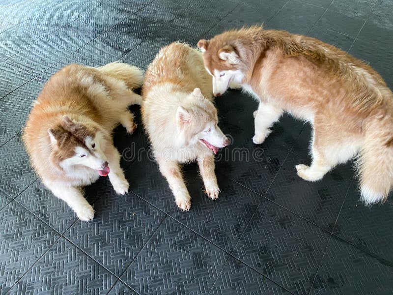 Siberian Husky dog in farm stock photo. Image of brown - 231895632