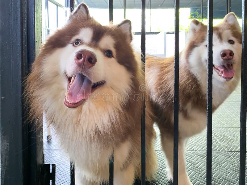 Siberian Husky dog in farm stock photo. Image of alone - 231895642