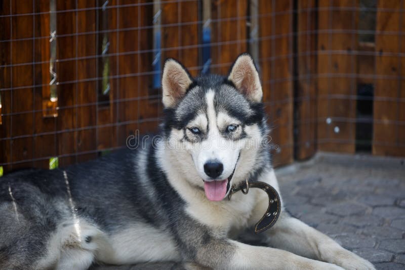 Siberian husky dog stock photo. Image of pedigreed, beautiful - 269029868