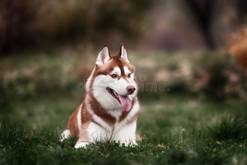 Siberian Husky Dog Outdoors Stock Image - Image of frost, coat: 63345709