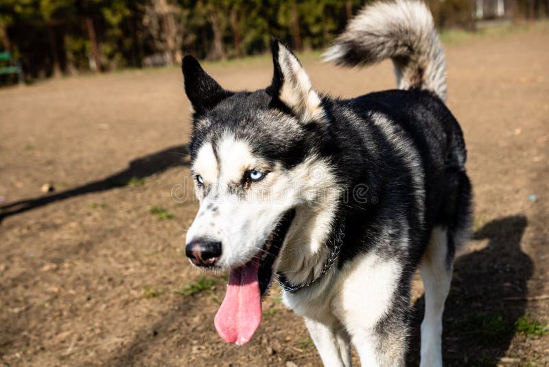 Siberian Husky Dog Playing in the Park Stock Photo - Image of puppy ...