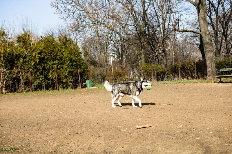Siberian Husky Dog Playing in the Park Stock Photo - Image of domestic ...
