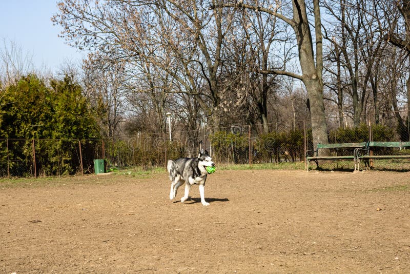 Siberian Husky Dog Playing in the Park Stock Photo - Image of alaskan ...