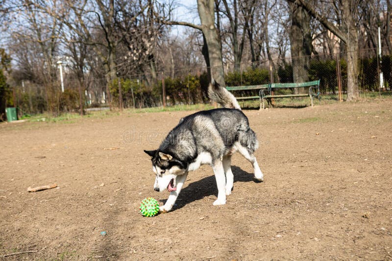 Siberian Husky Dog Playing in the Park Stock Image - Image of outdoors ...