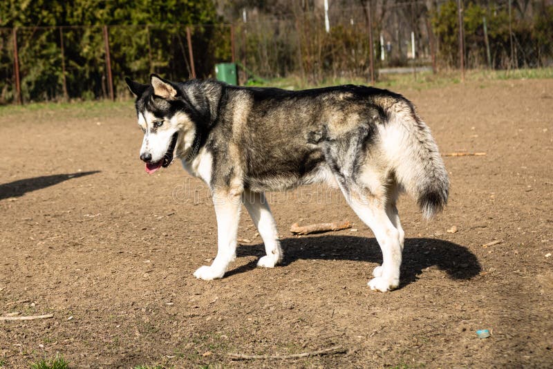 Siberian Husky Dog Playing in the Park Stock Image - Image of green ...