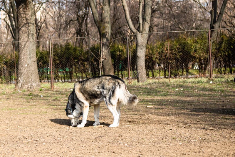 Siberian Husky Dog Playing in the Park Editorial Stock Photo - Image of ...