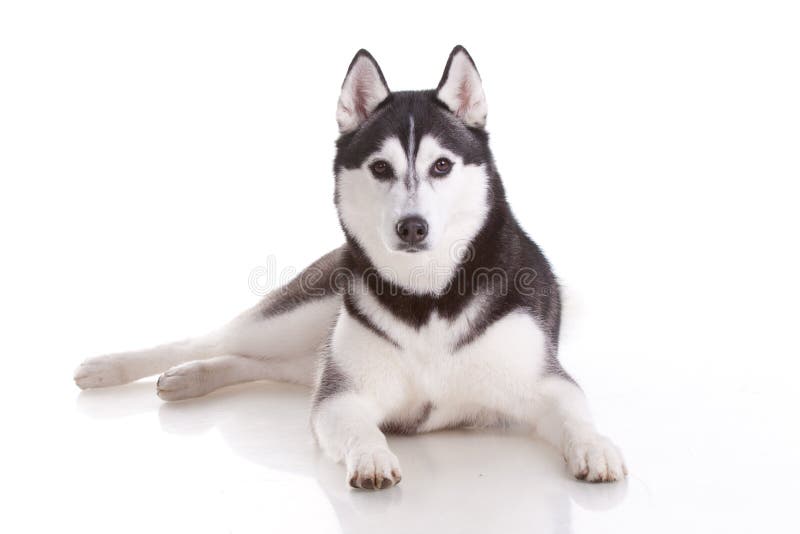 Siberian husky - show dog stock image. Image of looking - 23597441