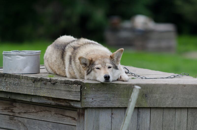 Siberian husky dog stock photo. Image of portrait, beauty - 32239786