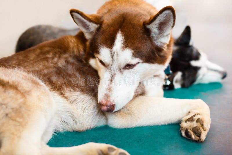 Siberian Husky Dog Resting Indoors. Stock Photo - Image of coat, haired ...