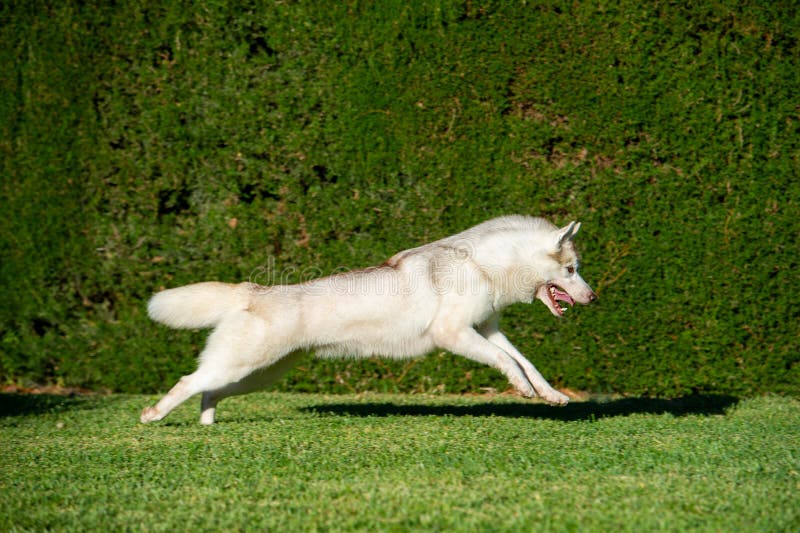Siberian Husky Dog Running Happy on the Grass Stock Image - Image of ...