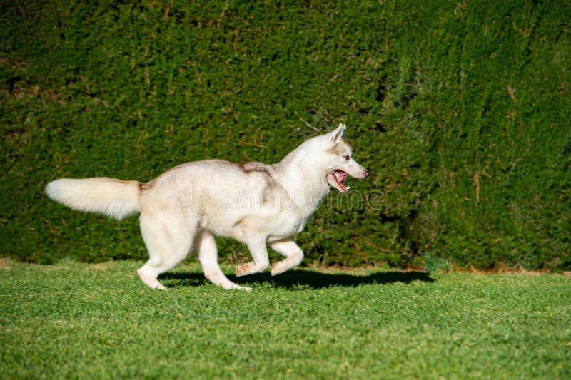 Siberian Husky Dog Running Happy on the Grass Stock Image - Image of ...