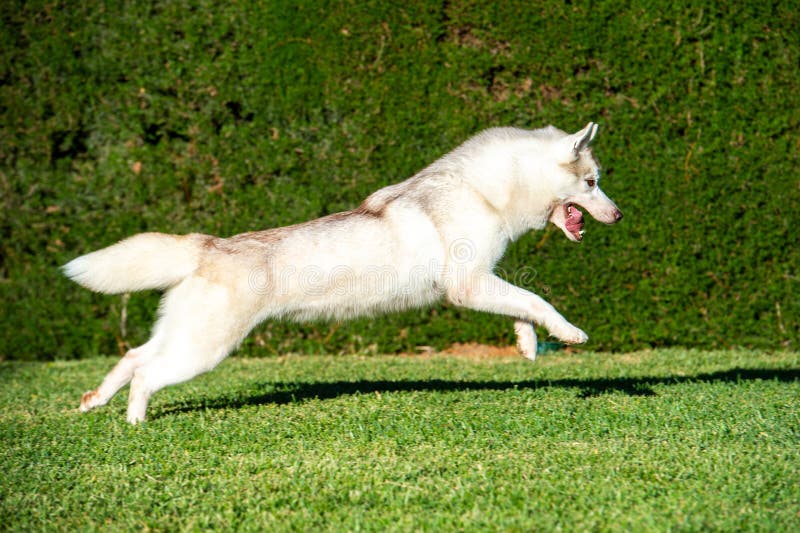 Siberian Husky Dog Running Happy on the Grass Stock Photo - Image of ...