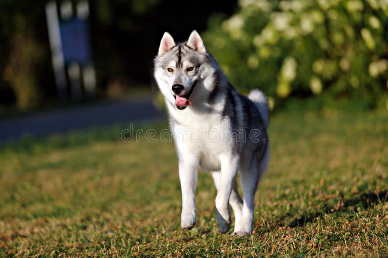 Siberian Husky Dog Running in Summer Stock Image - Image of action ...