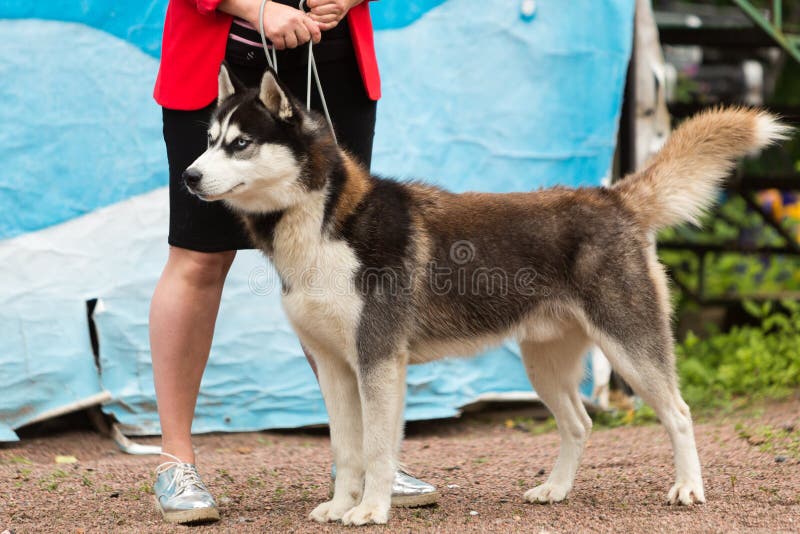 Siberian Husky at a Dog Show Editorial Photo - Image of shows, black ...