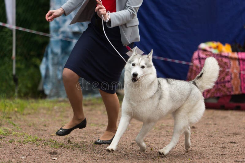 Siberian Husky at a Dog Show Editorial Photography - Image of winner ...