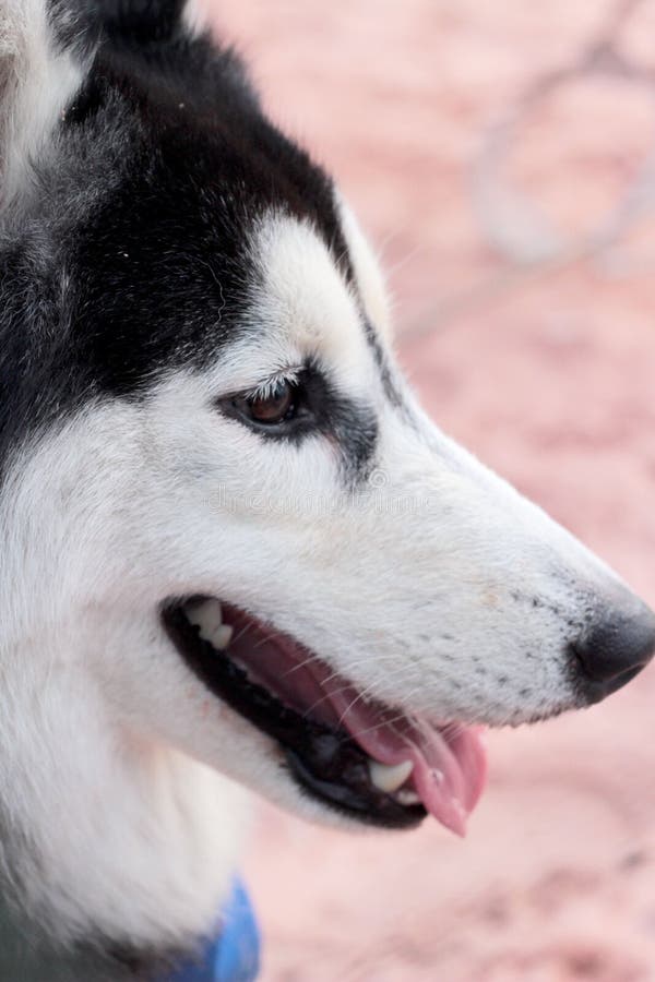 Siberian Husky Dog Sitting on the Beach Stock Image - Image of lips ...