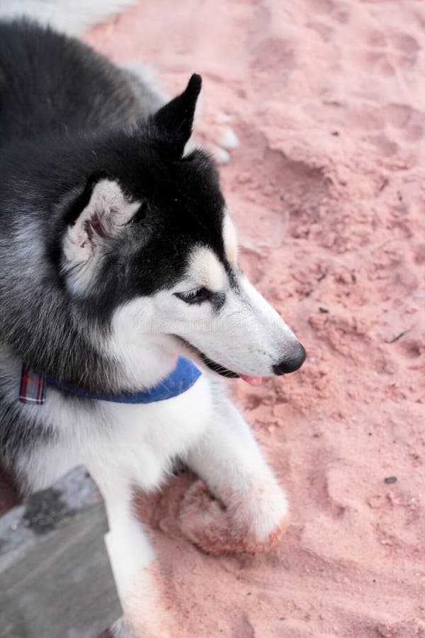 Siberian Husky Dog Sitting on the Beach Stock Image - Image of coat ...
