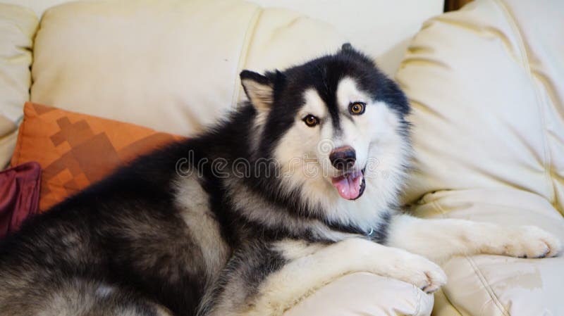 Siberian husky stock photo. Image of siberian, sofa, husky - 90403568