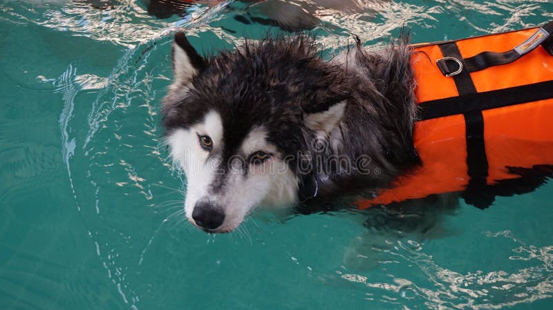 Siberian husky stock photo. Image of animal, swimming - 90403492
