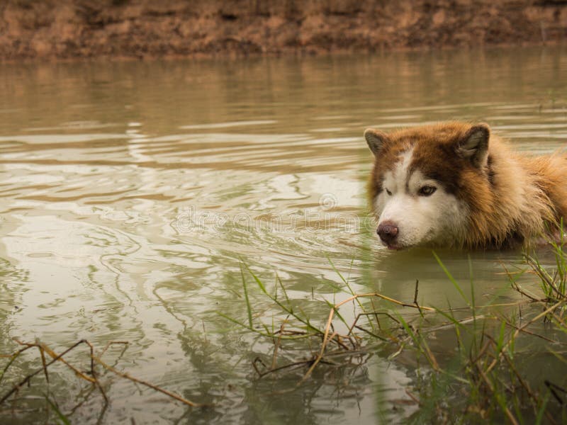 Siberian Husky Dog Swimming Stock Image - Image of mammal, cute: 93148955