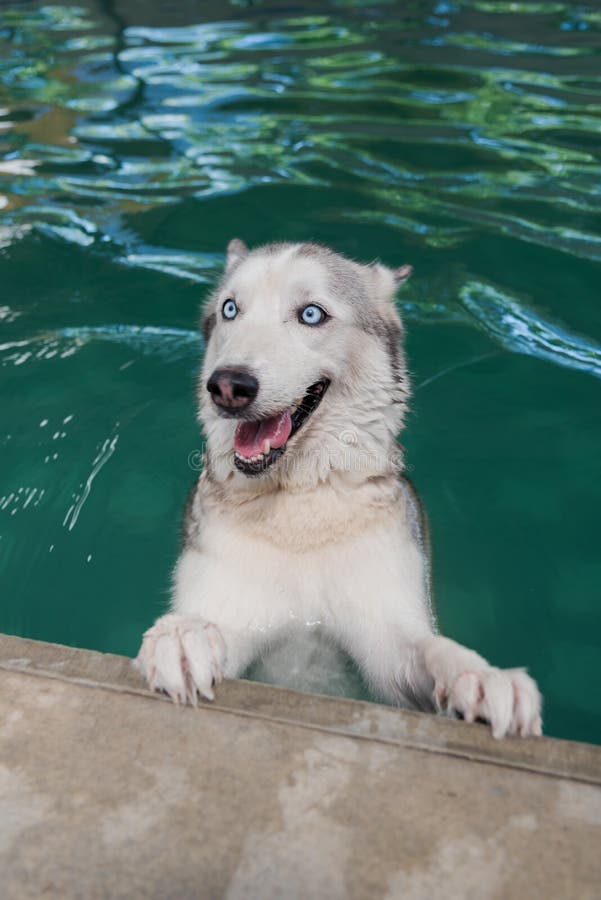 Siberian Husky Dog in the Swimming Pool Stock Photo - Image of color ...