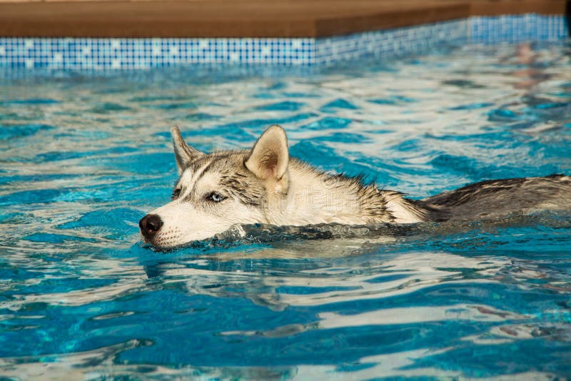 Siberian Husky stock photo. Image of huskies, swim, expression - 51630284