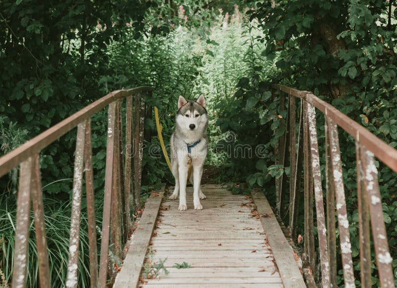 Dog Running On Bridge Picture. Image: 93558510