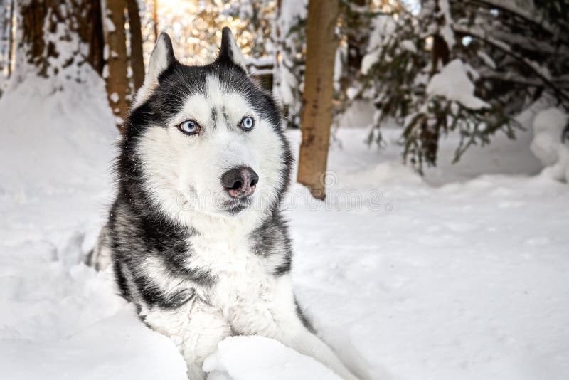 Siberian Husky Dog in Winer Sunny Forest. Cute Funny Sly Suspicious ...