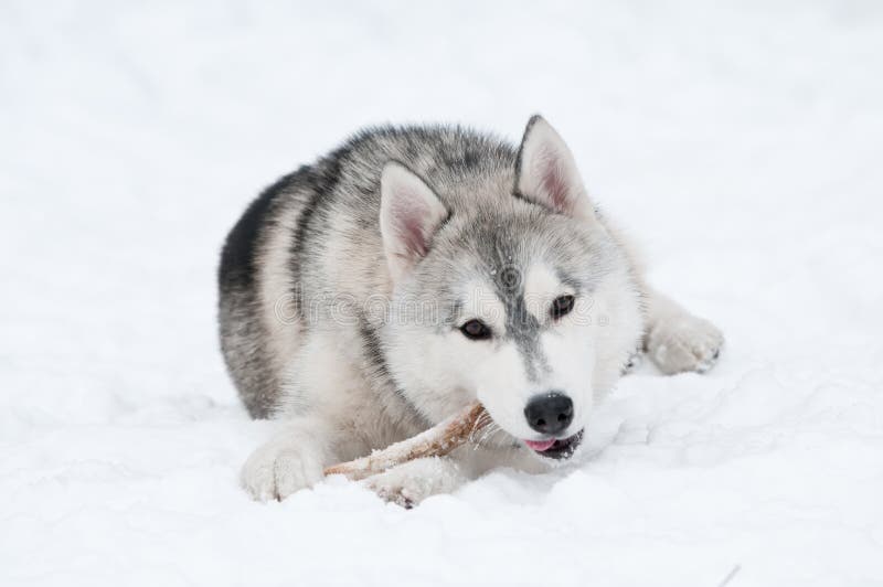 Siberian Husky Dog at Winter Stock Image - Image of puppy, muzzle: 18178131