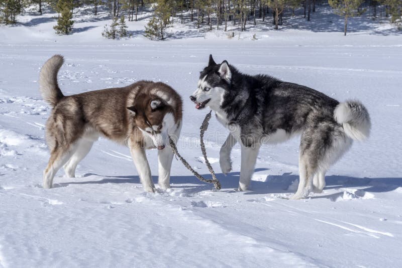 Siberian husky dogs play. stock image. Image of outdoors - 142144007