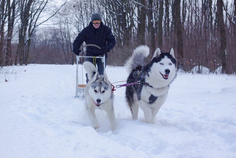 Sledge dogs in snow stock image. Image of canine, nature - 111132951