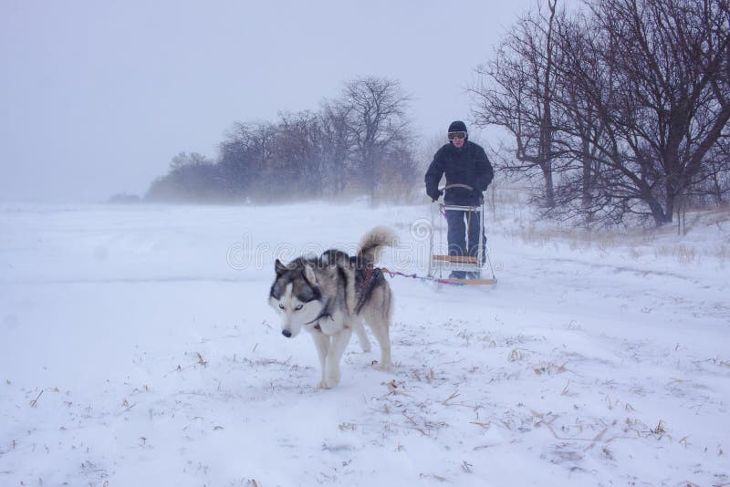 Sledge dogs in snow stock image. Image of running, face - 111132865