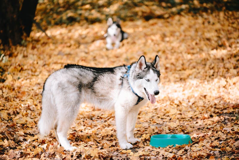 Siberian Husky Drinks Water Stock Image - Image of funny, autumn: 147511487