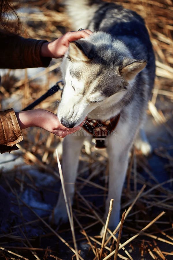 Siberian Husky Eating from Hand Stock Image - Image of green, mammal ...