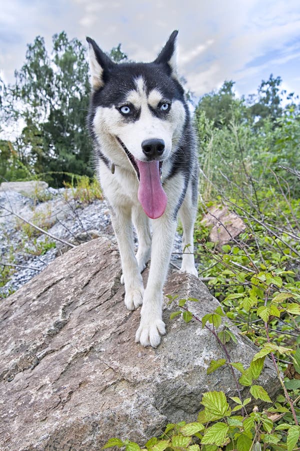 Siberian husky stock photo. Image of nature, background - 155352644