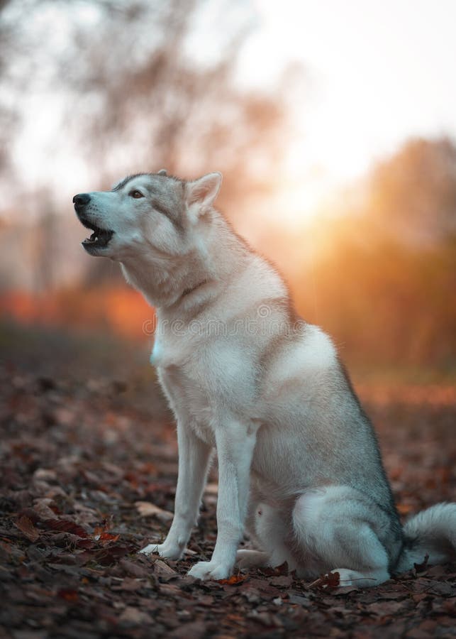 Portrait of Siberian Husky Bark Stock Image - Image of cold, green ...